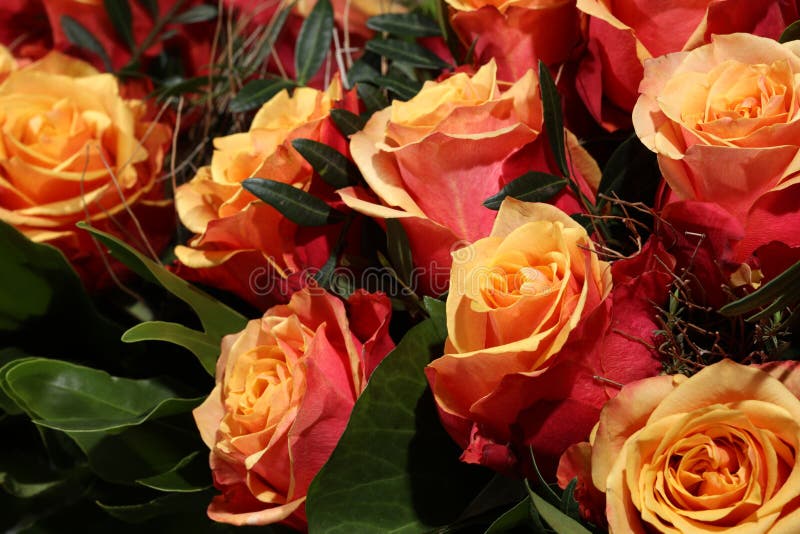 Bunch of Cherry Brandy Roses Stock Image - Image of bright, gift: 88967465