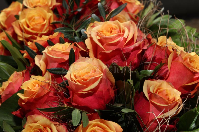 Bunch of Cherry Brandy Roses Stock Photo - Image of holiday, colors ...