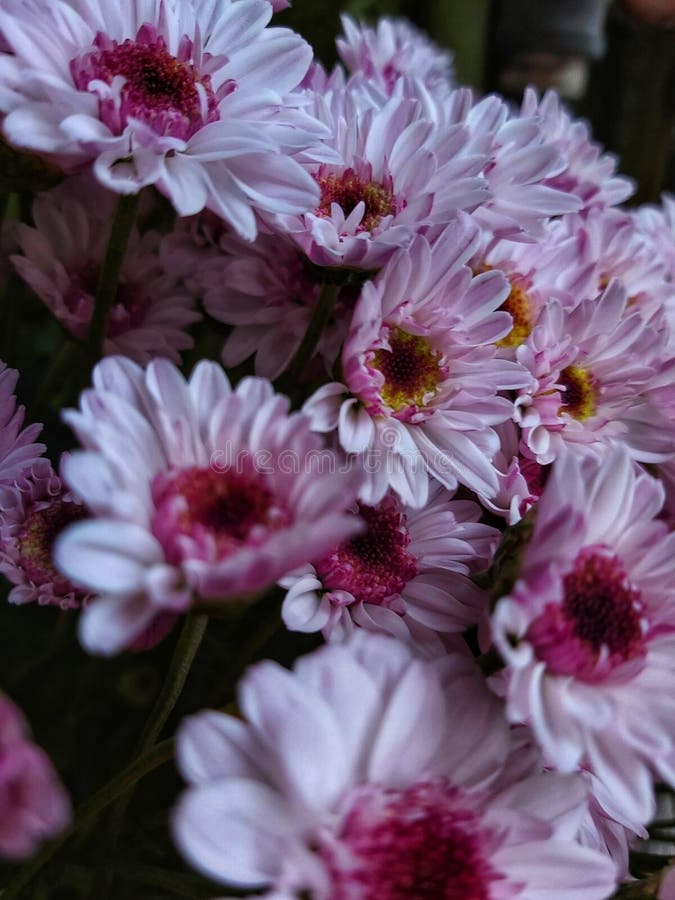 A Bunch of China Daisies Blooming in Bright Pink Color Stock Image ...