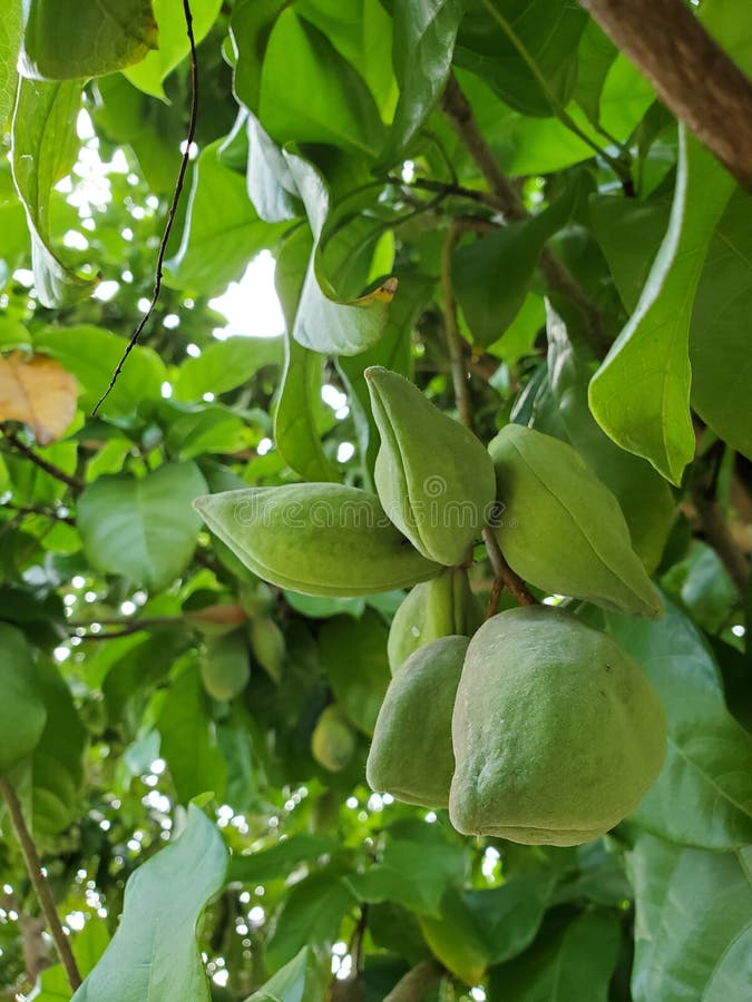 The Bunch Beautiful of Chinese Chestnut in Thailand. Stock Image ...