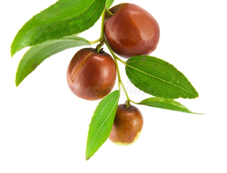 Bunch of Chinese Dates on a Palm Leaf Stock Image - Image of drupe ...