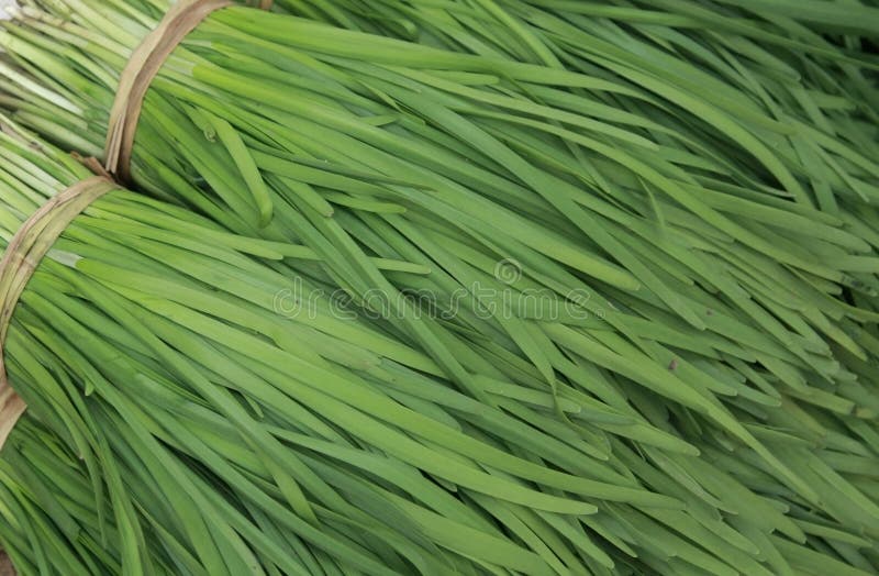 A bunch of chives stock image. Image of food, fresh, plant - 12966035