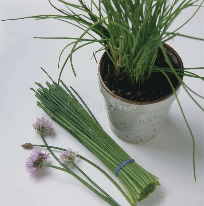 985 Chive Bundle Stock Photos - Free & Royalty-Free Stock Photos from ...