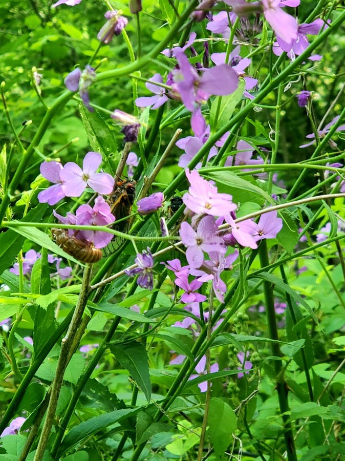 Cicadas on flowers stock photo. Image of insect, winged - 223612236
