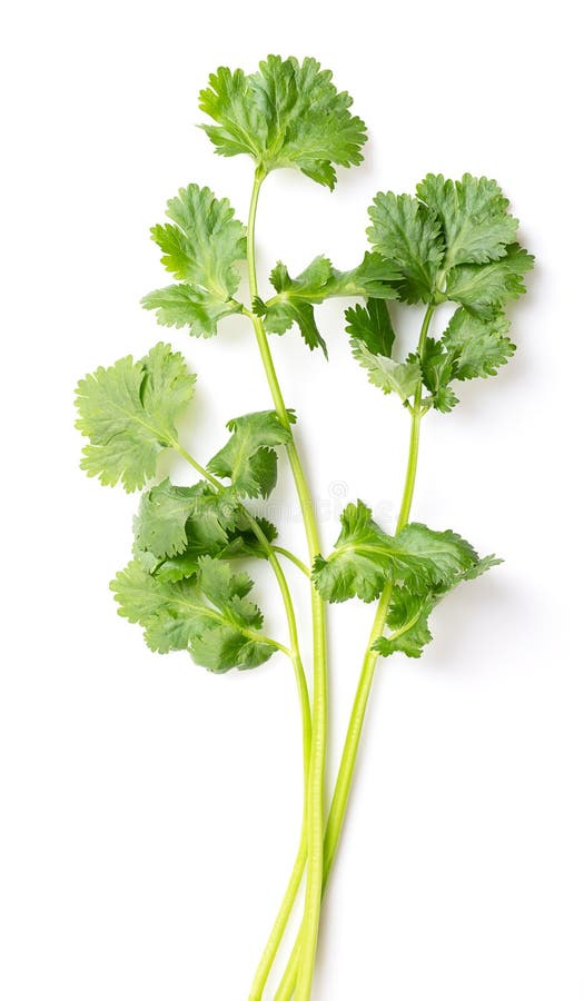 Fresh Cilantro or Coriander, Chili and Jalapeno Peppers, Avocado, Lime ...