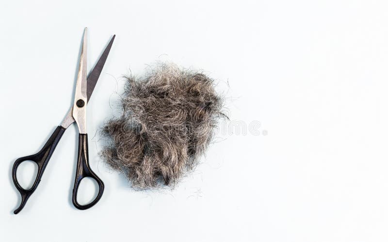 A Bunch of Clipped Hair with Scissors. Hair Care Stock Photo - Image of ...