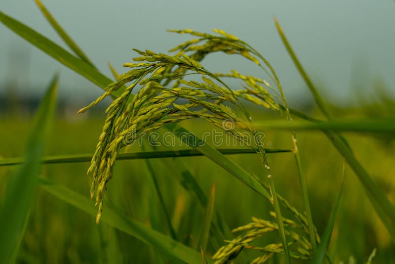 The Bunch of Closeup Paddy that Used for Rice Production Stock Image ...