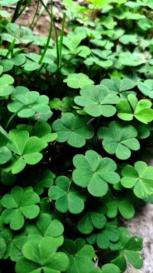 The Bunch of Clover Leaves Looks Very Fresh Stock Photo - Image of ...