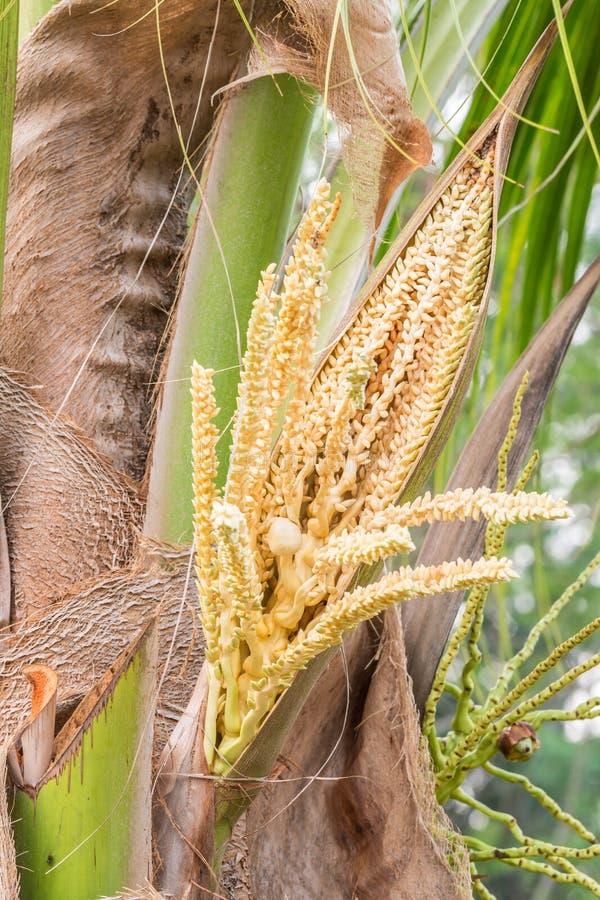 Bunch of coconut flower. stock photo. Image of thailand - 71675968