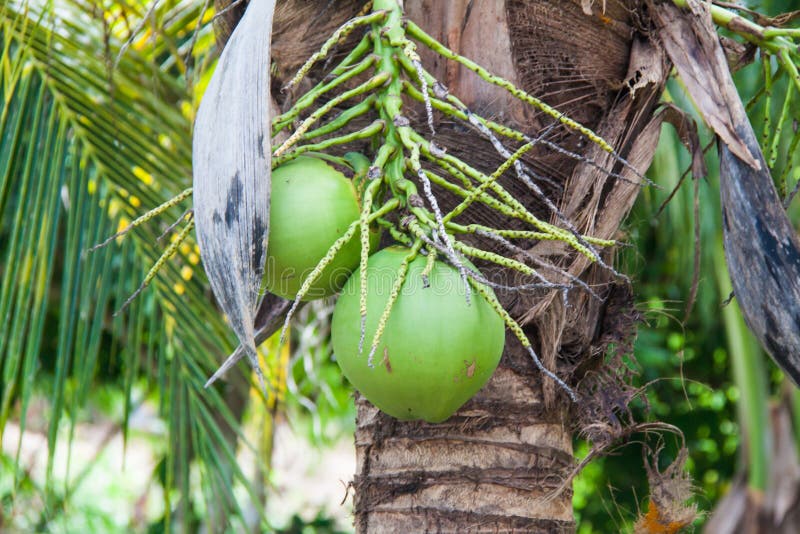 Bunch of Coconut at the Tree Stock Image - Image of fresh, closeup ...