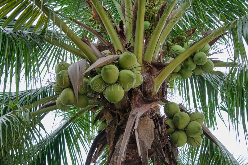 Bunch of Coconut at the Tree Stock Image - Image of fresh, closeup ...