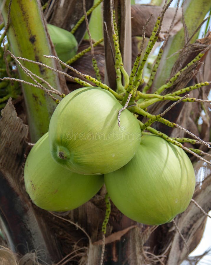 Bunch of Coconut at the Tree Stock Image - Image of fresh, closeup ...