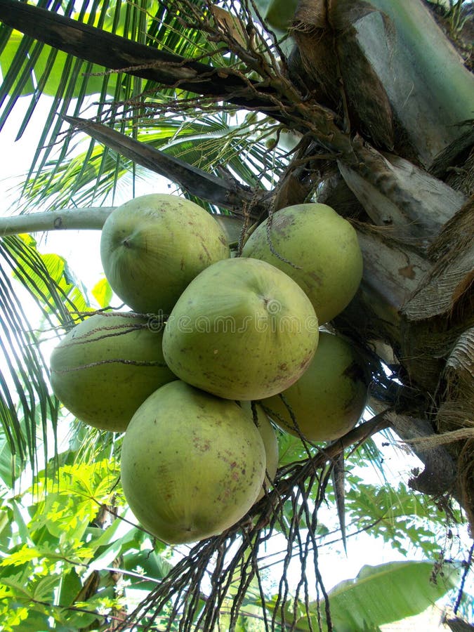 Bunch of Coconut at the Tree Stock Image - Image of fresh, closeup ...