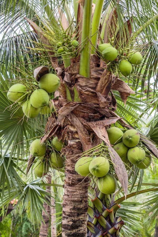 Bunch of coconuts stock photo. Image of milk, background - 28649798