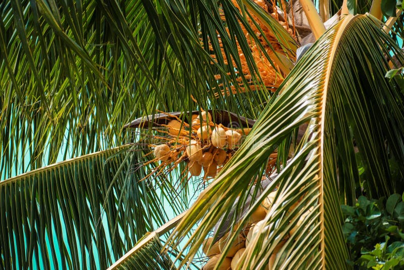 Bunch of Coconuts with a Beautiful Yellow Color Stock Image - Image of ...