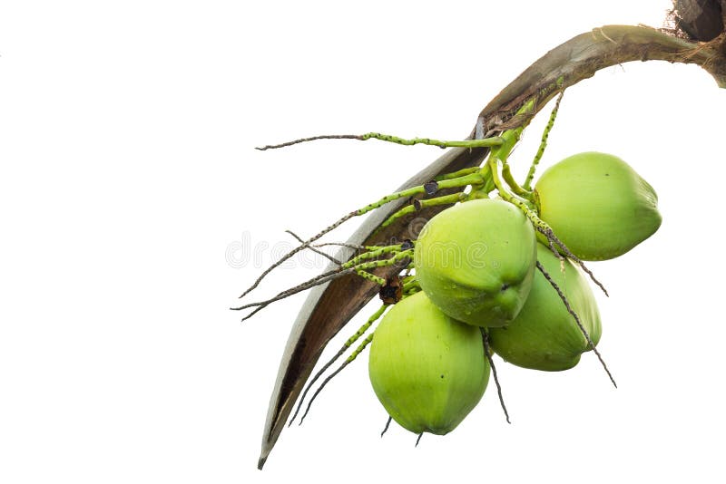 Bunch of coconuts stock photo. Image of exotic, flora - 134699018
