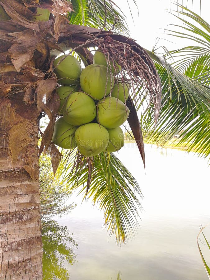 Bunch of Coconuts stock image. Image of summer, bunch - 105705775