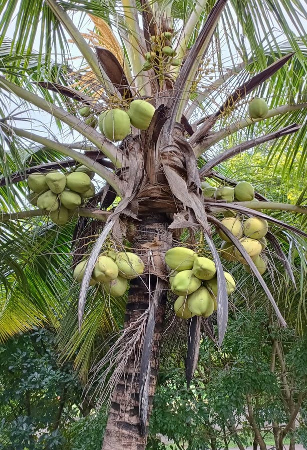 A Bunch of Coconuts in a Coconut Tree Stock Photo - Image of coconuts ...