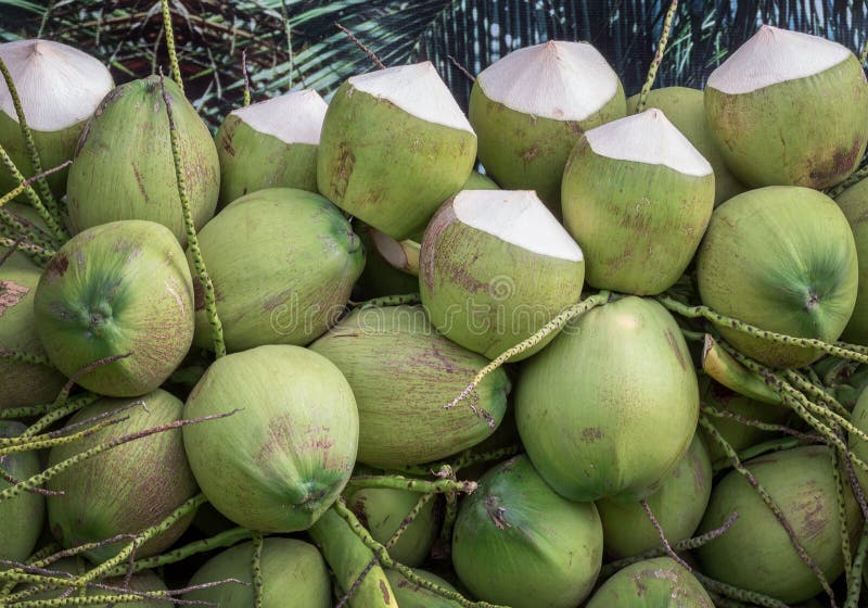 Bunch of coconuts stock photo. Image of fresh, coconut - 61266678
