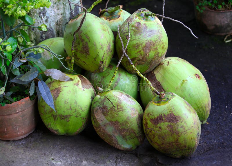 A bunch of Coconuts stock photo. Image of padang, sumatra - 38672716
