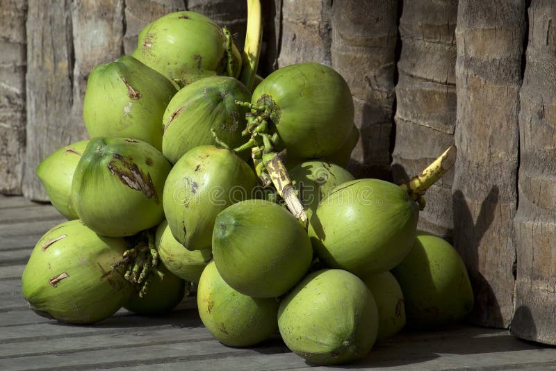 Bunch of coconuts stock image. Image of leaf, group, palm - 61799191