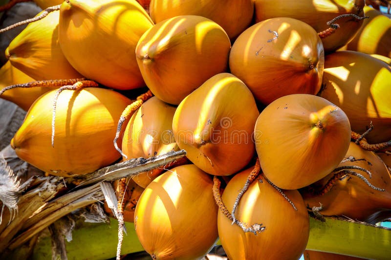 Bunch of Coconuts stock image. Image of coconut, vegetarian - 67175875