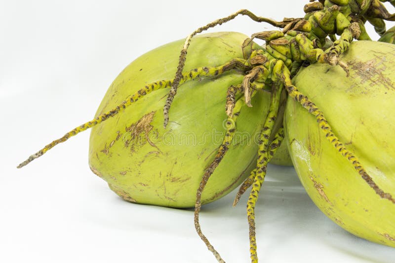 Bunch of coconuts stock photo. Image of color, asian - 32012256