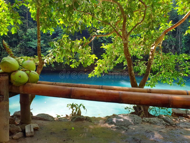 Bunch of Coconuts Growing from Coconut Tree Stock Image - Image of ...