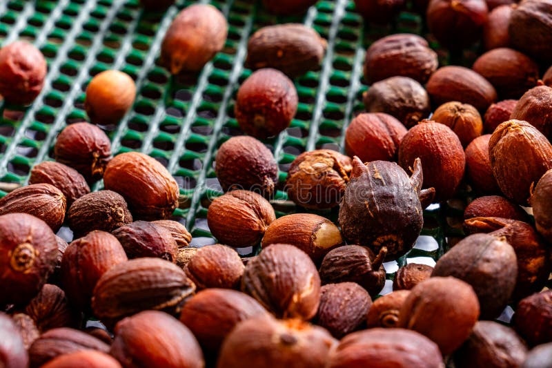 A Bunch of Coffee Nuts are Spread Out on a Green Surface Stock Photo ...