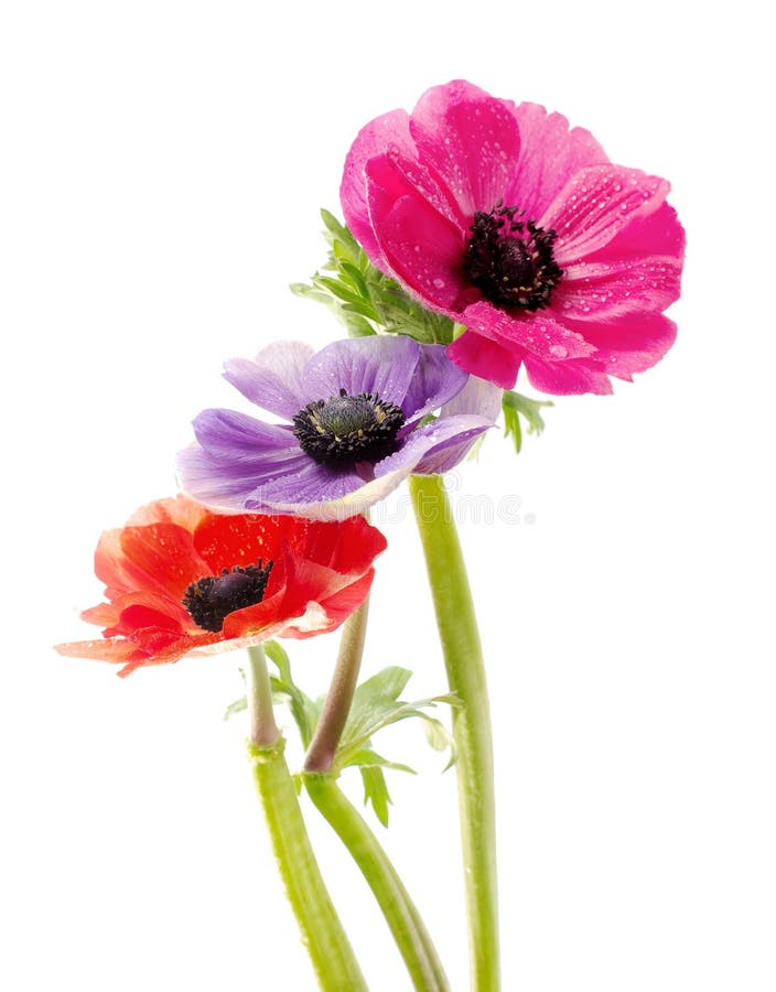 Bunch of Colorful Anemone Flowers Stock Photo - Image of petals, close ...