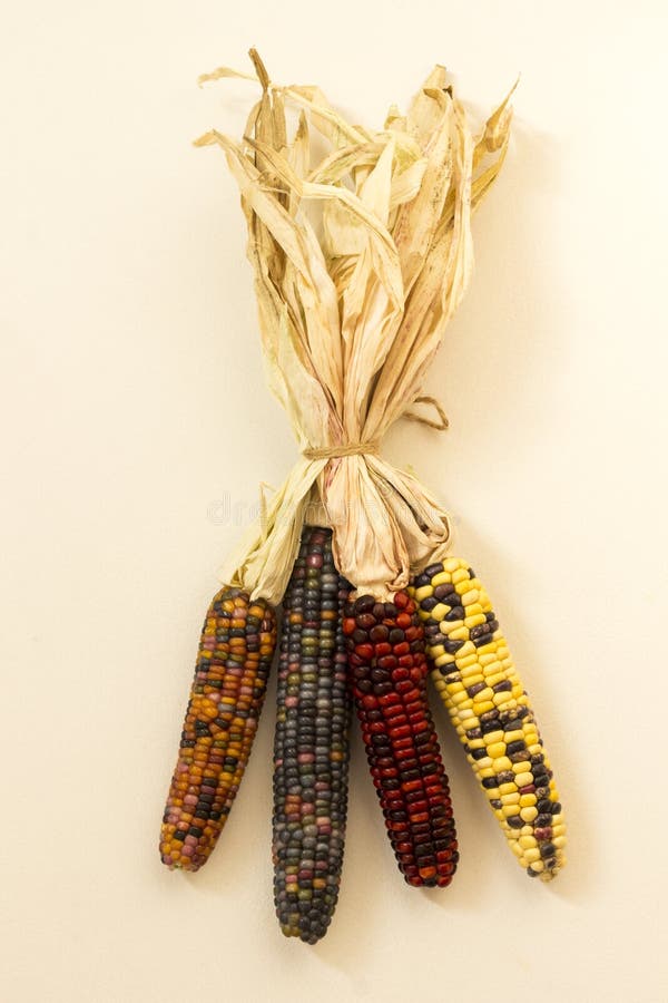 A Bunch of Colorful Corn on the Cob Stock Photo - Image of fall ...