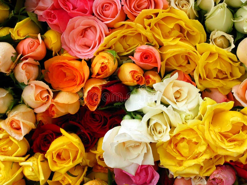 Bunch Of Roses Picture. Image: 511614