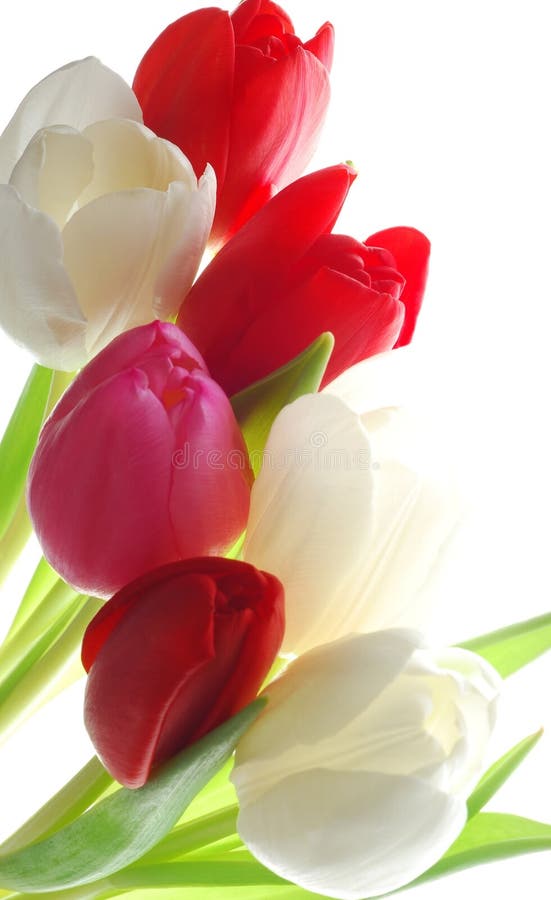 Bunch of colorful tulips stock photo. Image of seasonal - 5148436