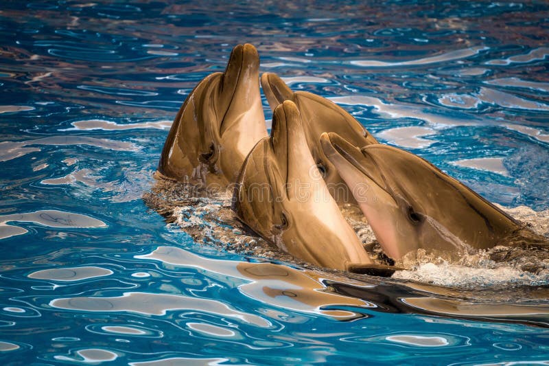 Bunch of Common Dolphin Family Playing in the Water Stock Image - Image ...