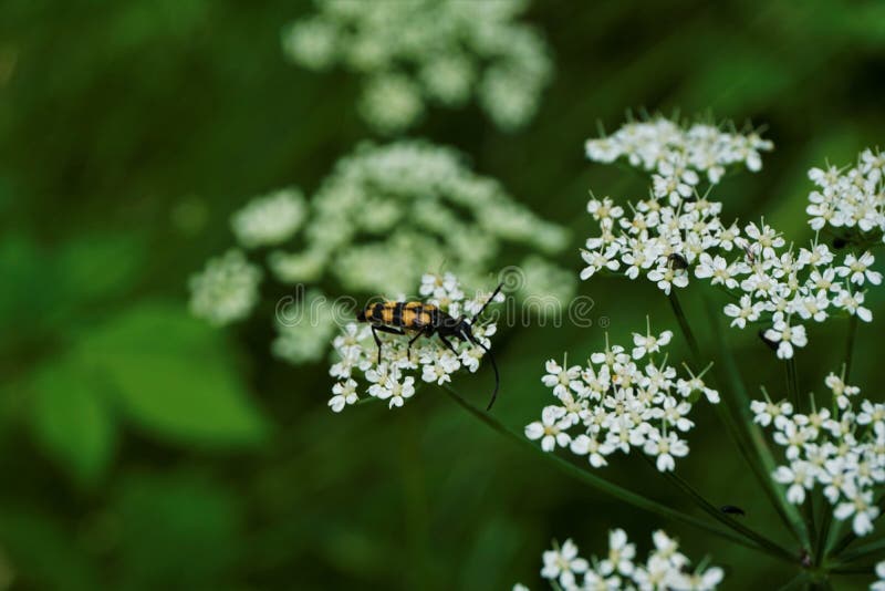 Bunch of Common Yarrow Blossoms Achillea Millefolium with Orange and ...