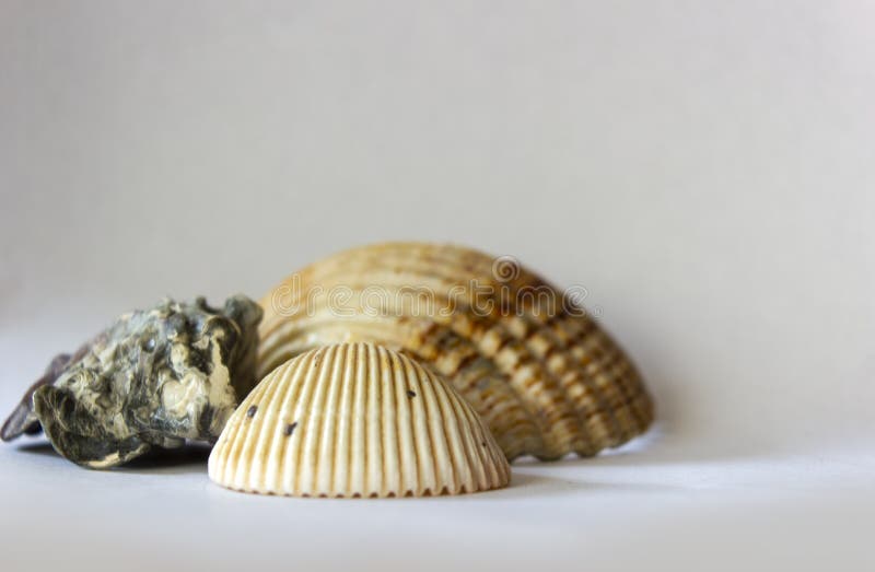 Bunch of Conch Shell of Different Shapes with Naturally Formed Pattern ...