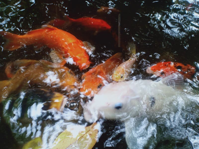 A Bunch of Cool Fish Swimming in the Water Stock Image - Image of ...