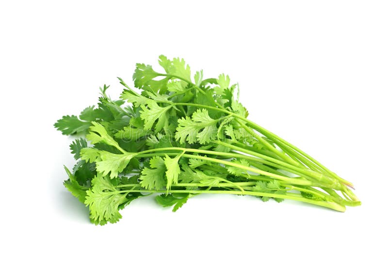 Bunch Coriander Isolate on White Background Stock Image - Image of ...