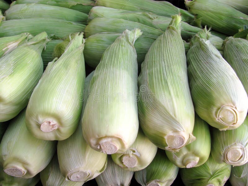 Bunch of Corn Cobs on Display. Stock Image - Image of display, clean ...