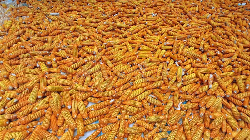 A Bunch of Corn Drying in the Yard Stock Image - Image of meal, corn ...