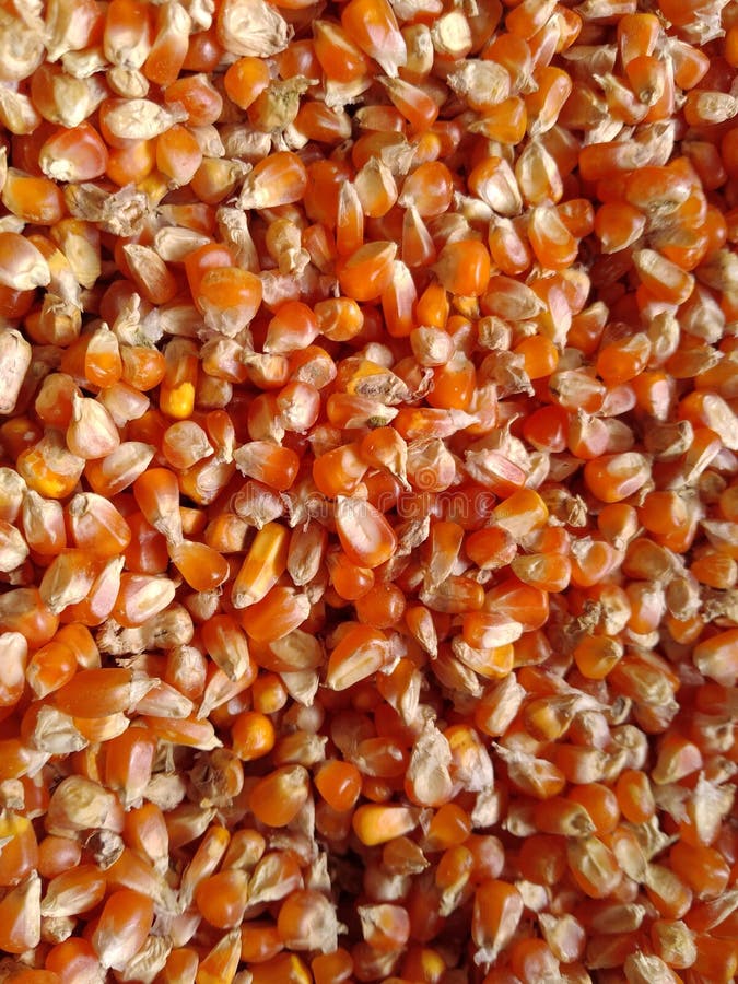 A Bunch of Corn Kernels that are Broken into Small Sizes Stock Image ...