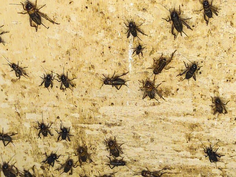 A bunch of crickets stock photo. Image of leaf, animal - 226439862