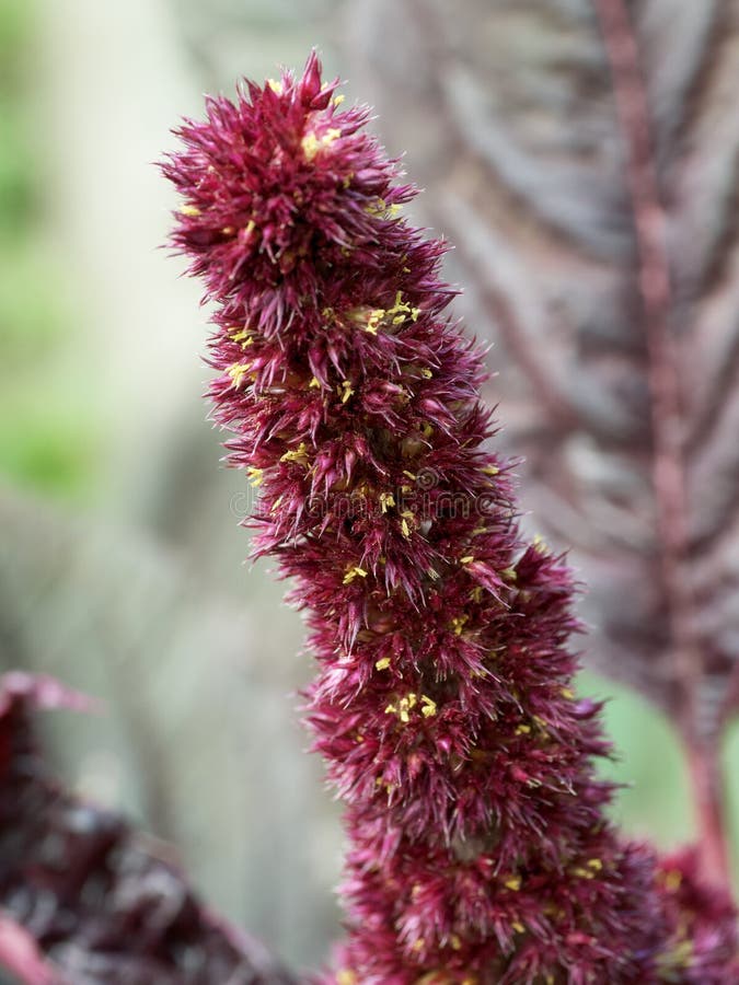 Bunch of Crimson Amaranth Flowers, Close-up. Amaranth Inflorescence ...