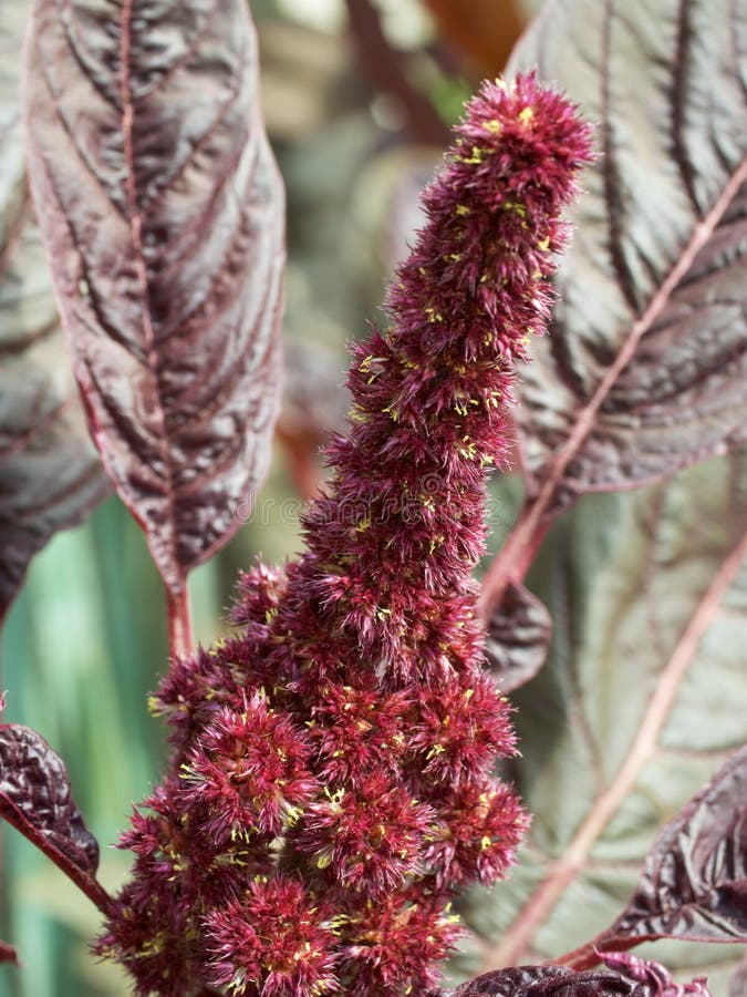 Bunch of Crimson Amaranth Flowers, Close-up. Amaranth Inflorescence ...