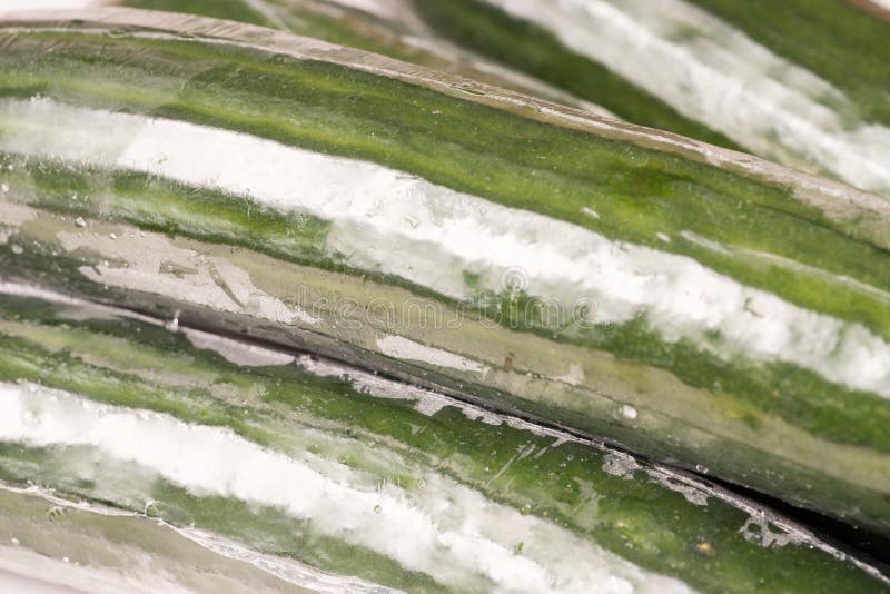 Bunch of Cucumber Wrapped in Plastic Films Stock Photo - Image of ...