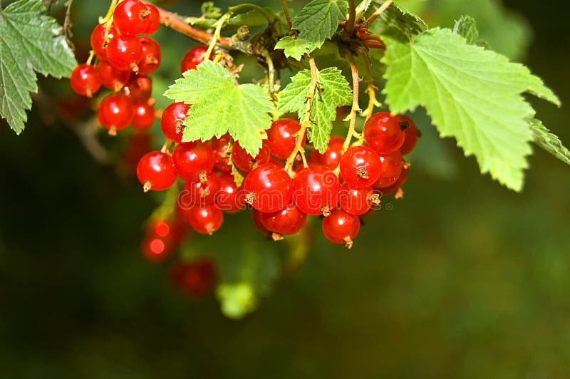 Red currant bush stock image. Image of nature, fruits - 20572231