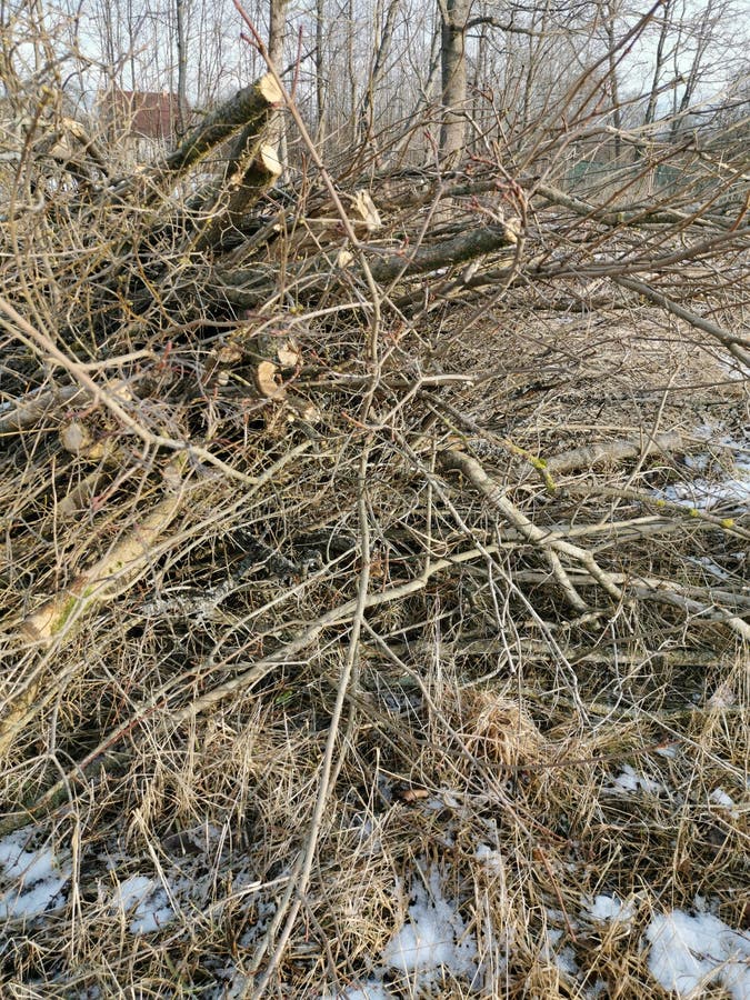A Bunch of Cut Branches.Spring Pruning of Trees.Branches without Leaves ...