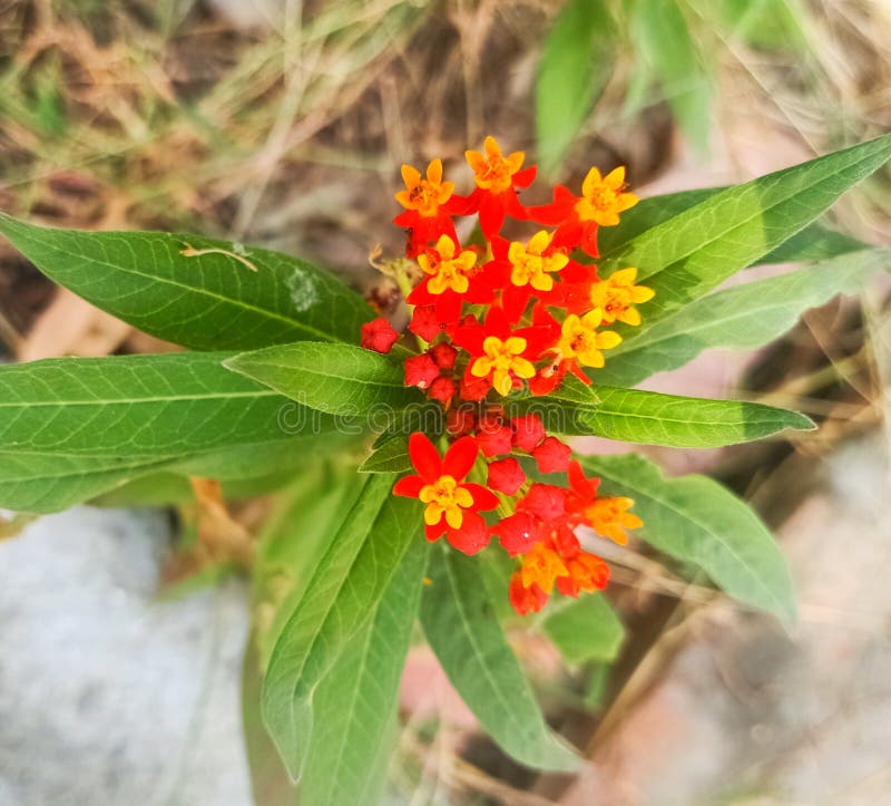 A Bunch of Cute Little Flowers Stock Photo - Image of yellow, nature ...