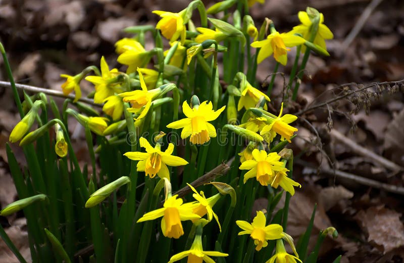 Bunch of Daffodils in Spring. Stock Photo - Image of park, grow: 89671138