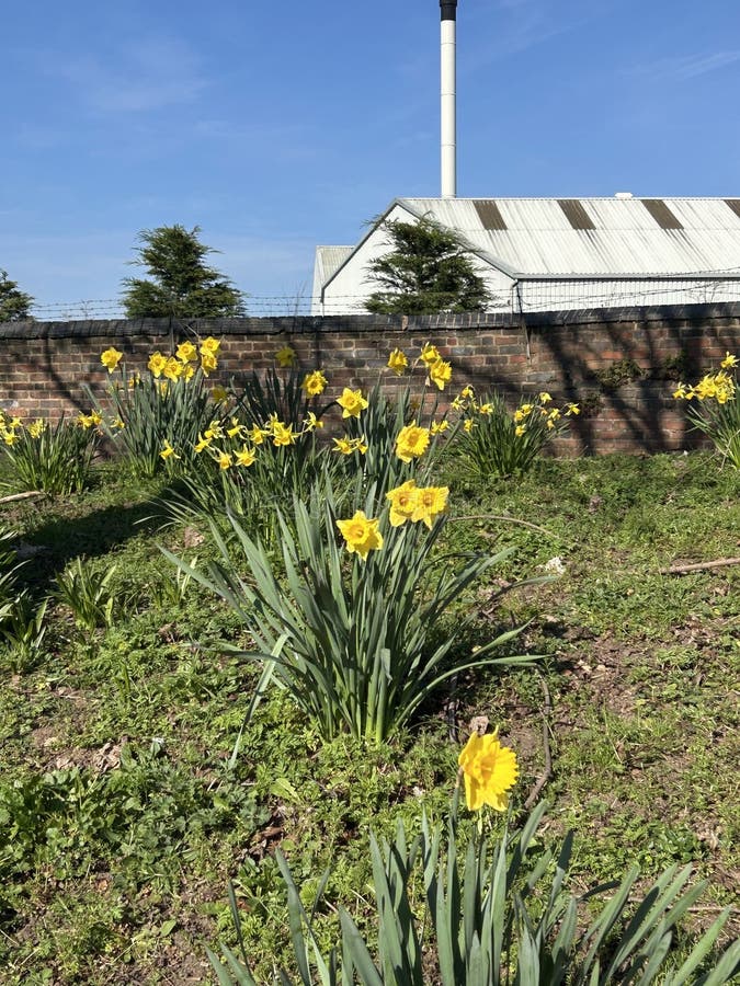 A Bunch of Daffodils Taken in Spring Stock Image - Image of grow ...